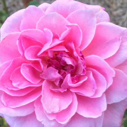 Rose Garden - Fayetteville Technical Community College